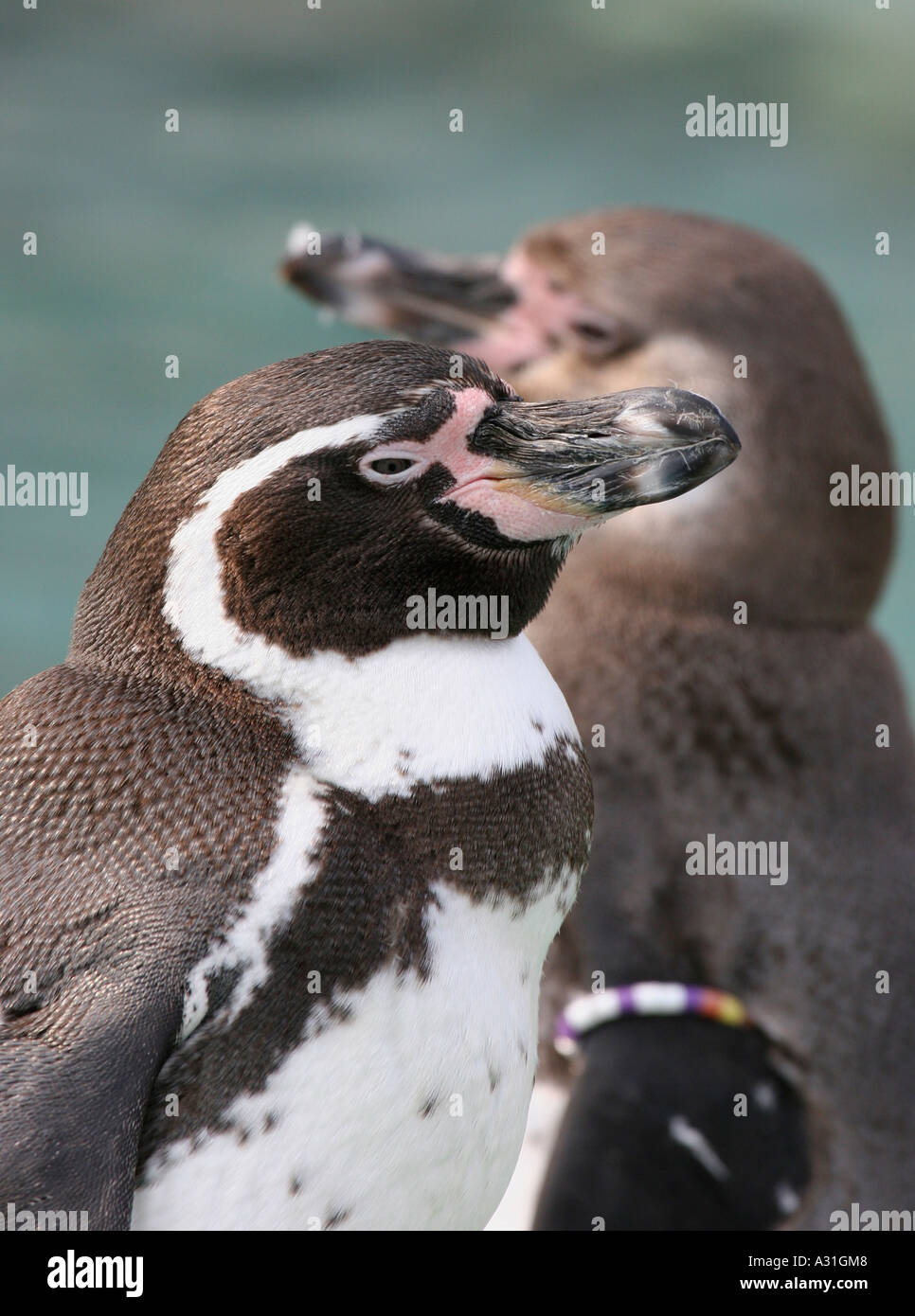 Side view of two penguins staring over something Stock Photo - Alamy