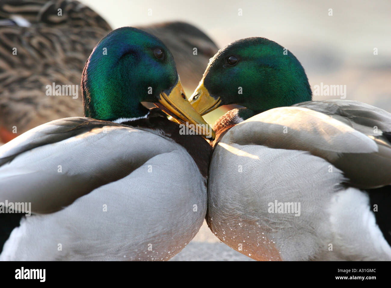 Two ducks sitting as they face each other Stock Photo - Alamy