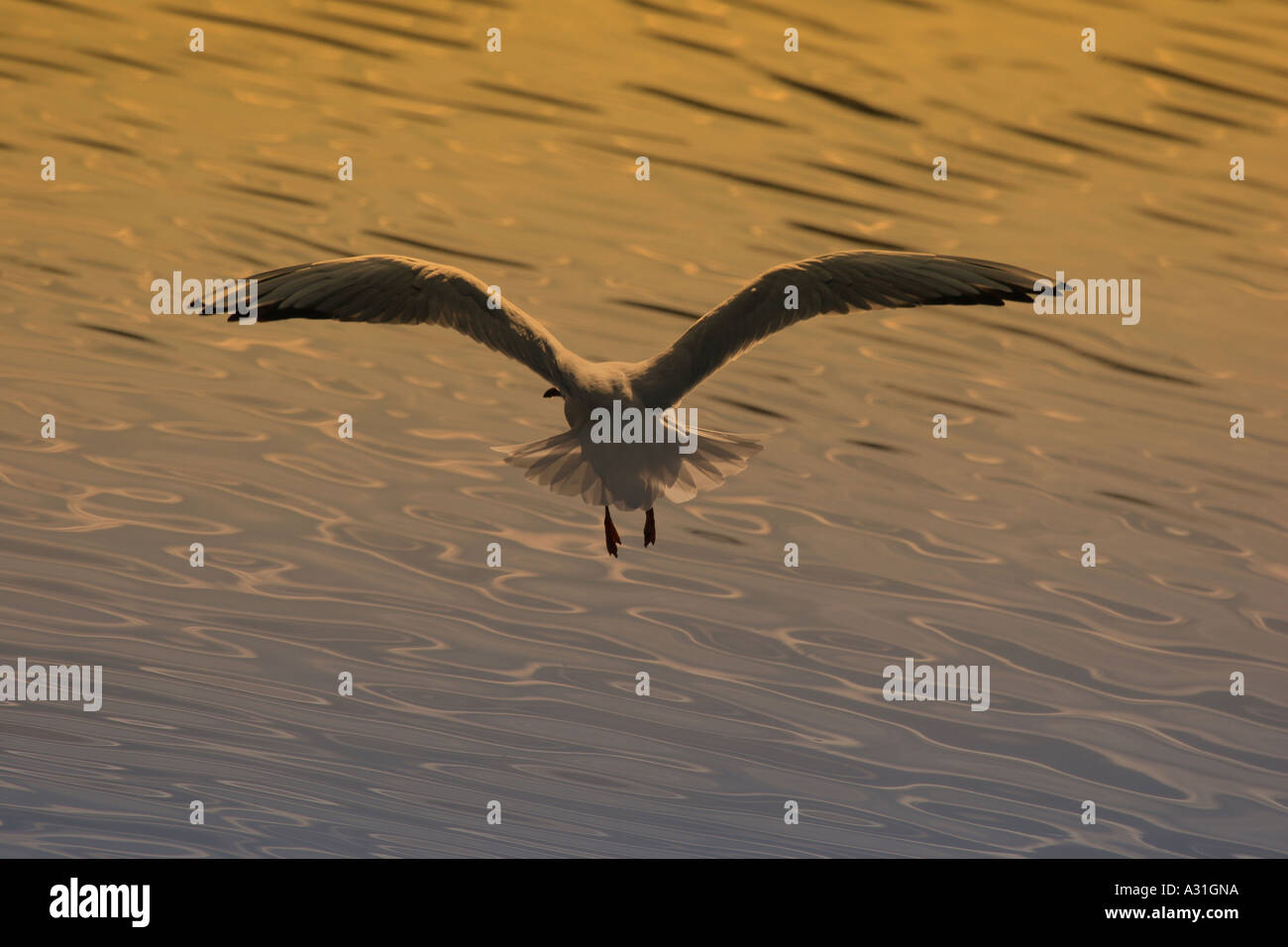 Rear view of a bird with large feathers flying above the river Stock ...