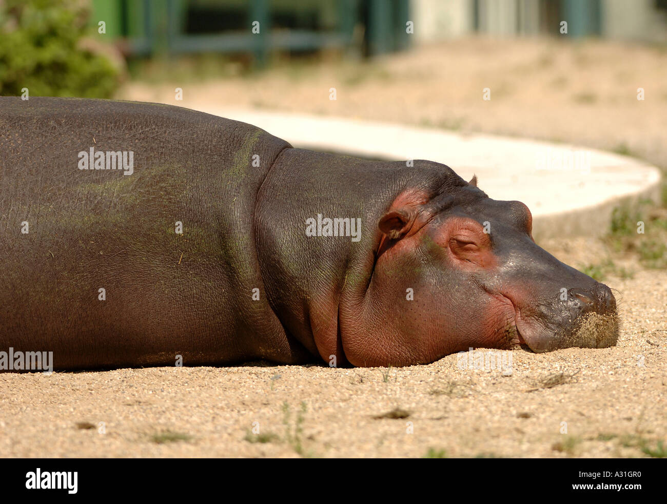 Hippopotamus sleeping ground view Stock Photo - Alamy