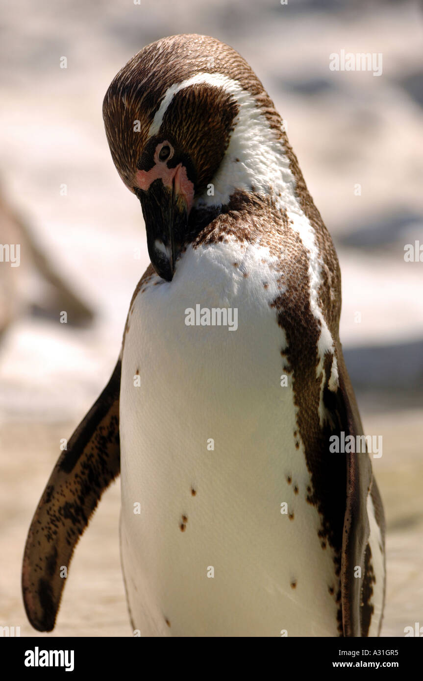 Penguin looking down close up Stock Photo - Alamy