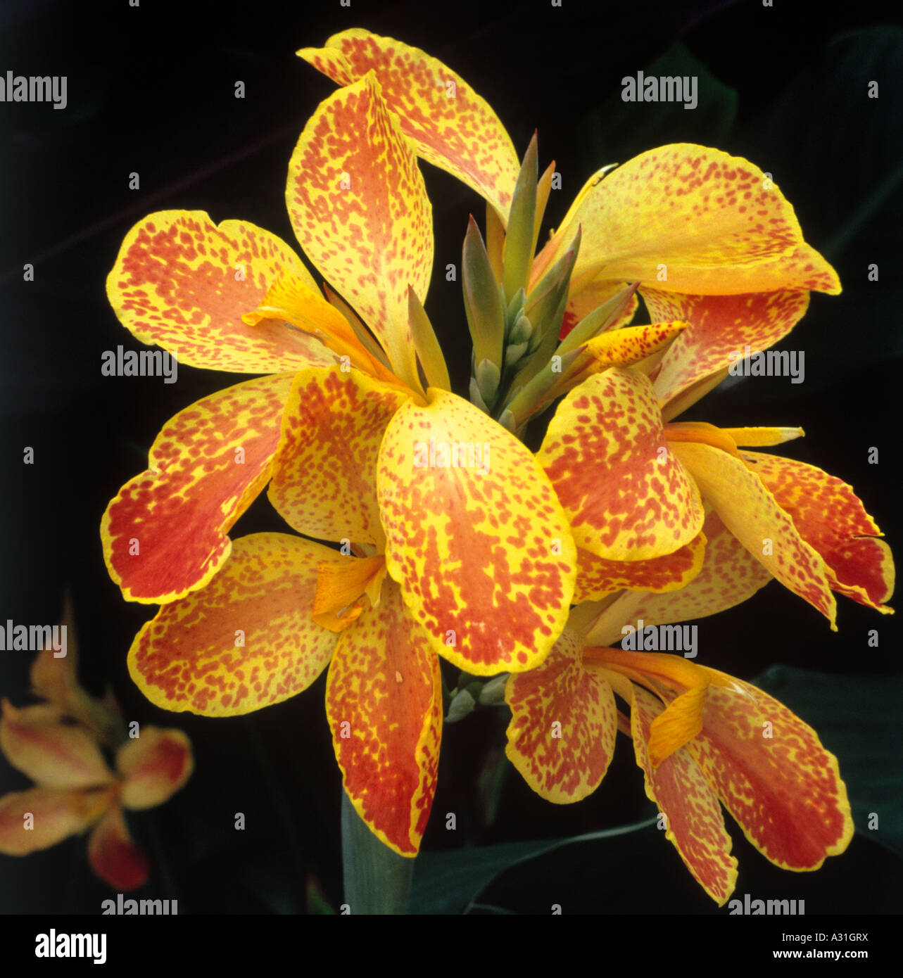 Yellow Canna CANNACEAE Indian shot Stock Photo - Alamy