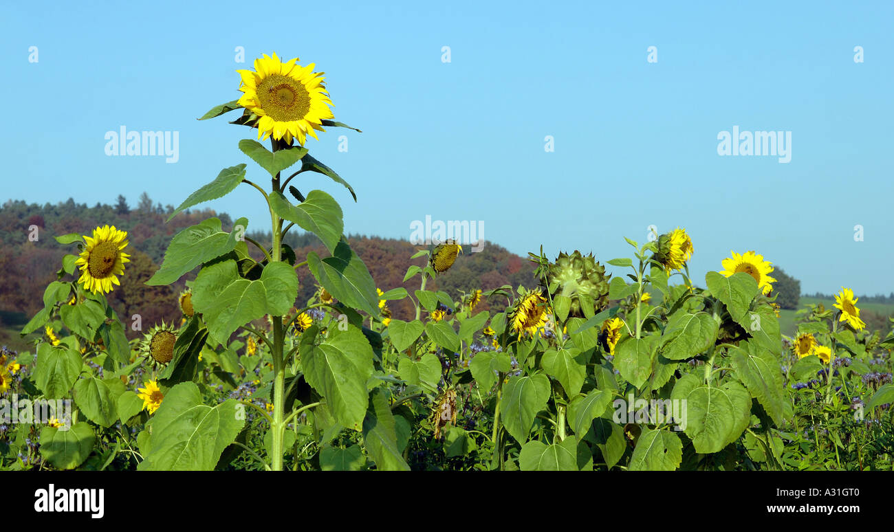 Field of sunflowers low angle view Stock Photo - Alamy