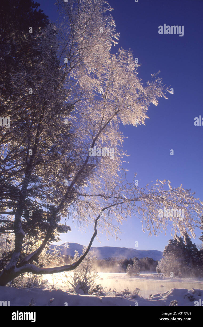 Winter Snow and Frosts at Loch Morlich Stock Photo - Alamy