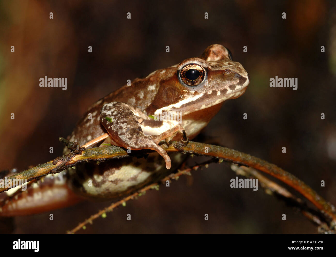 Frog sitting on stem close up Stock Photo - Alamy