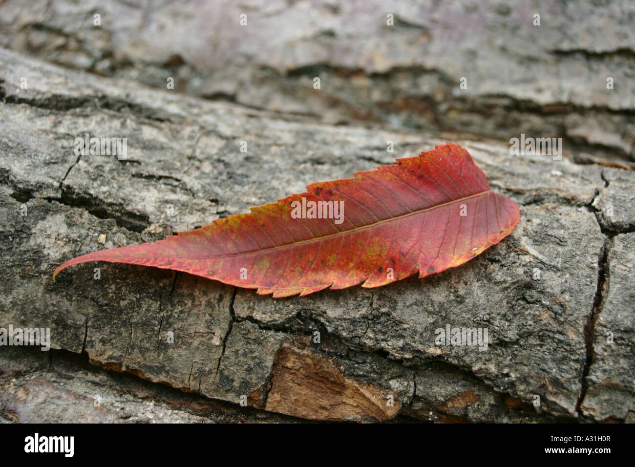 An autumn leaf dropped from the tree Stock Photo - Alamy