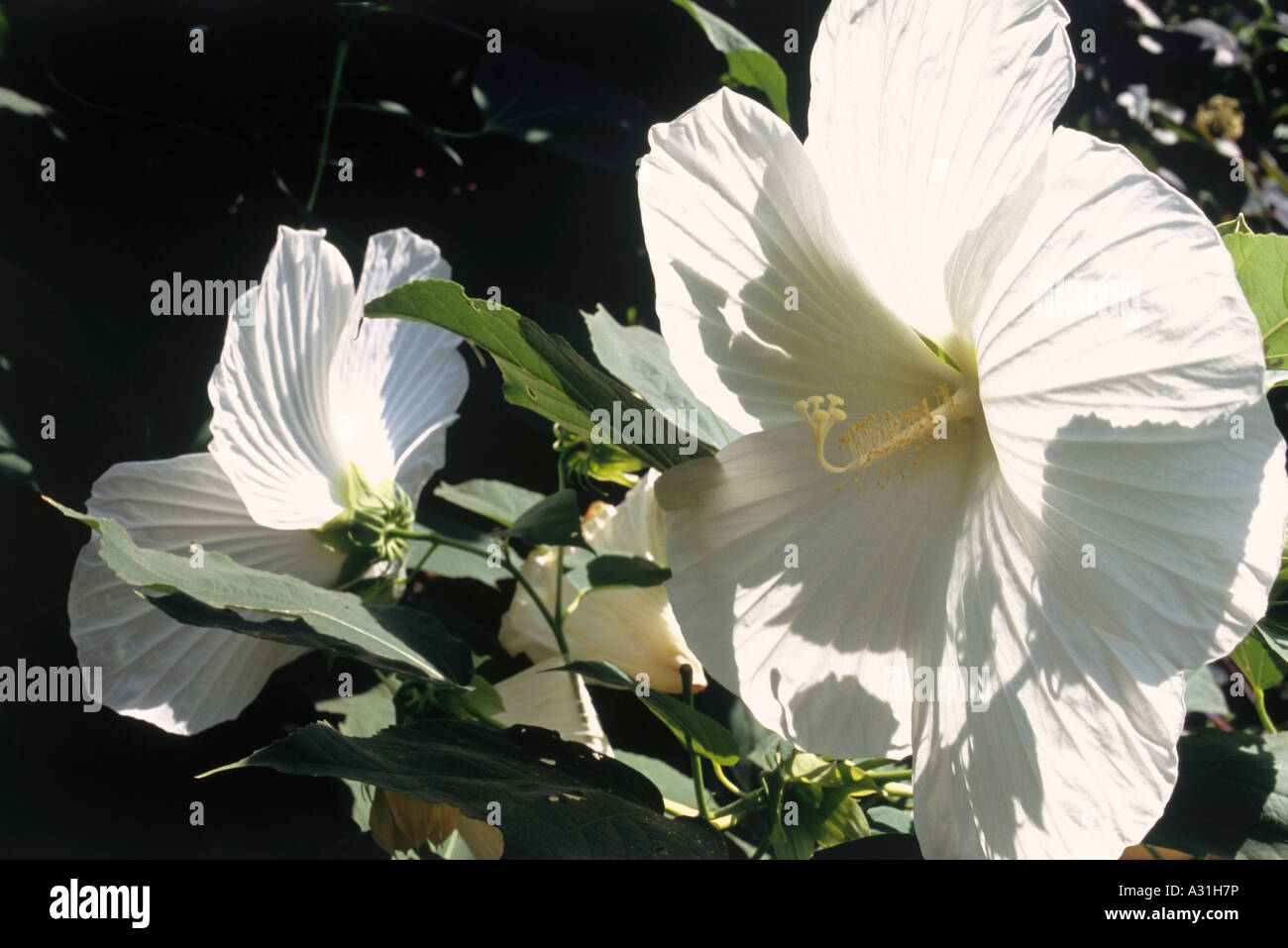 Giant mallow hi-res stock photography and images - Alamy