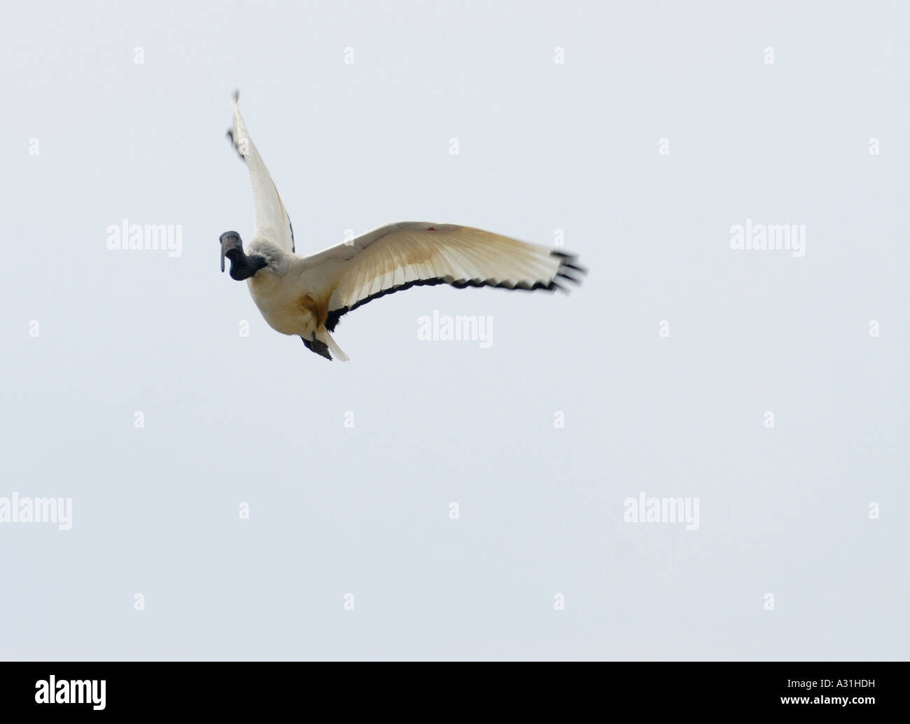 An African Sacred Ibis Threskiornis aethiopicus in flight Stock Photo ...