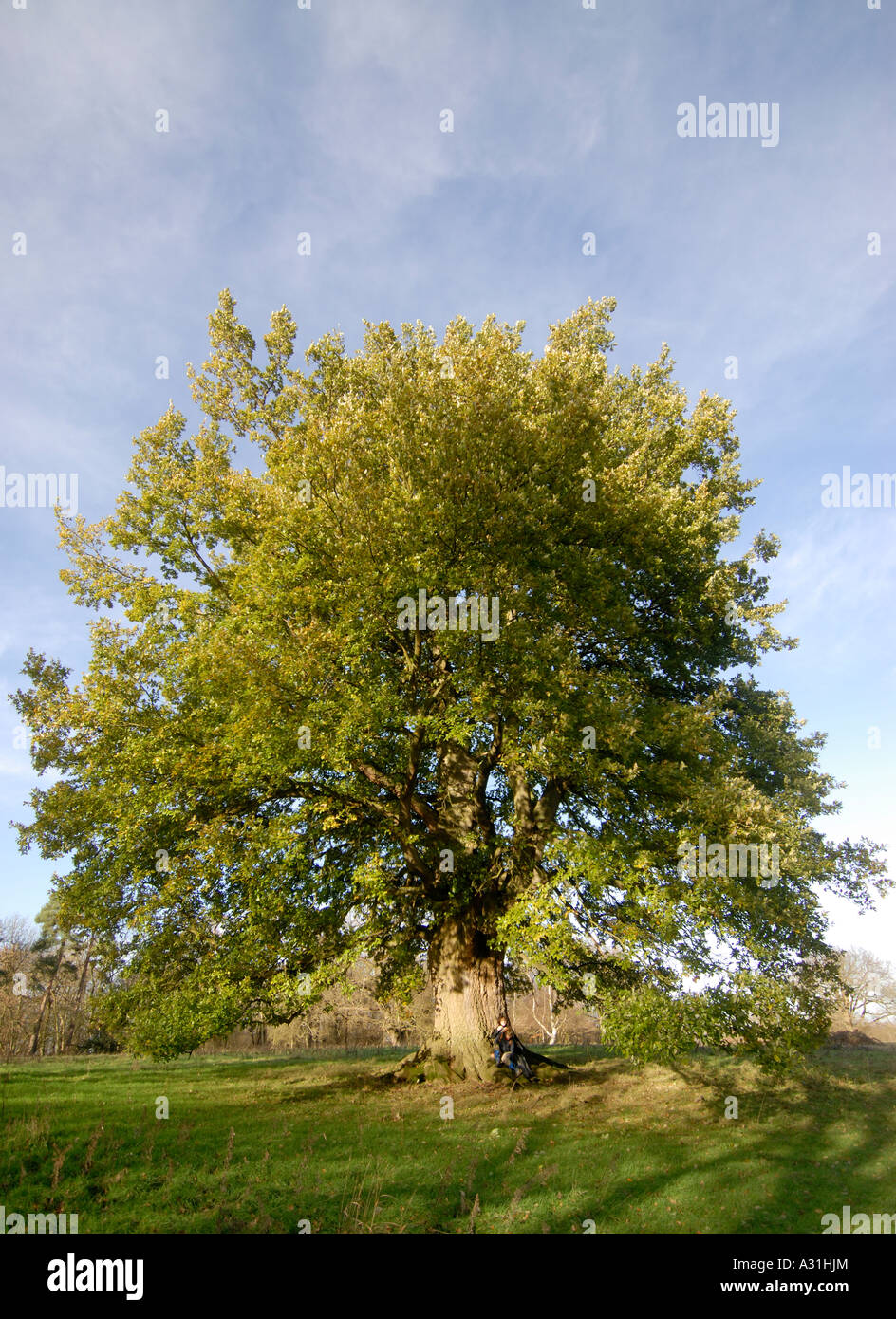 A fine specimen of an oak tree in full leaf in mid winter Stock Photo ...