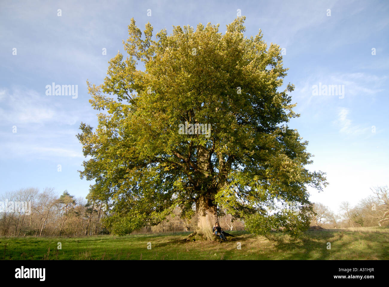 A fine specimen of an oak tree in full leaf in mid winter Stock Photo ...