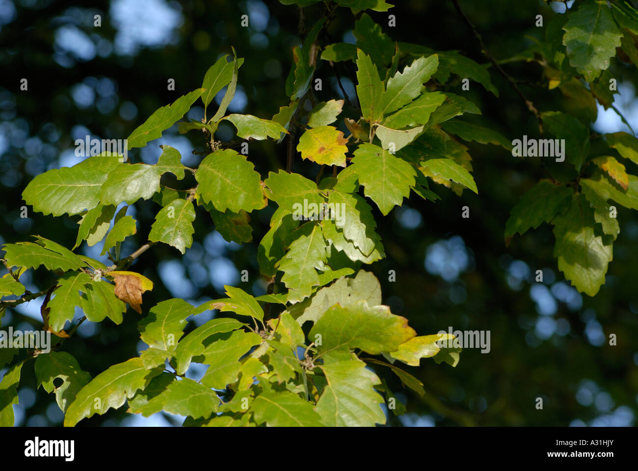 Fine wood with leaves High Resolution Stock Photography and Images - Alamy