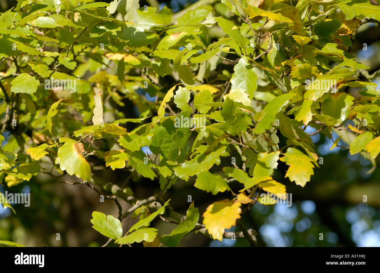 Green leaves on a fine specimen of an oak tree in full leaf in mid ...