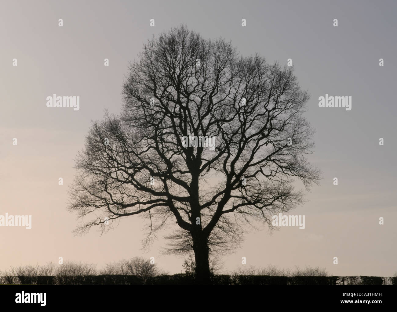 A single leafless winter oak tree Qurecus species in a hedgerow against ...