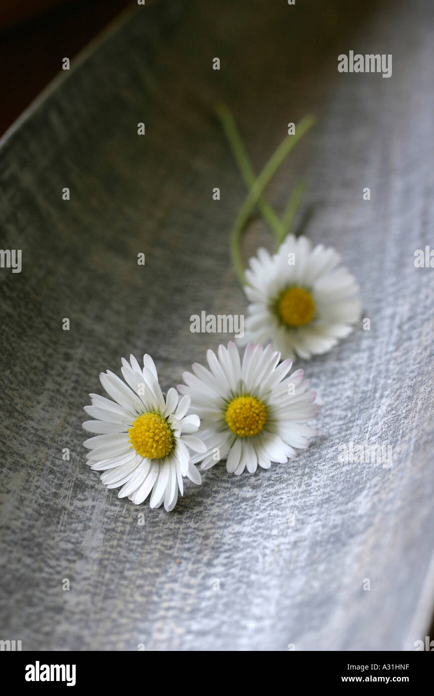 Three daisies elevated view Stock Photo - Alamy