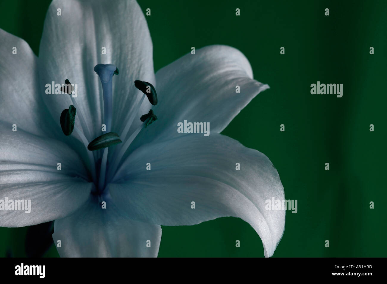White lily close up Stock Photo - Alamy