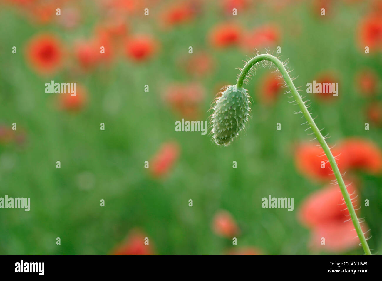 Poppy bud close up Stock Photo - Alamy
