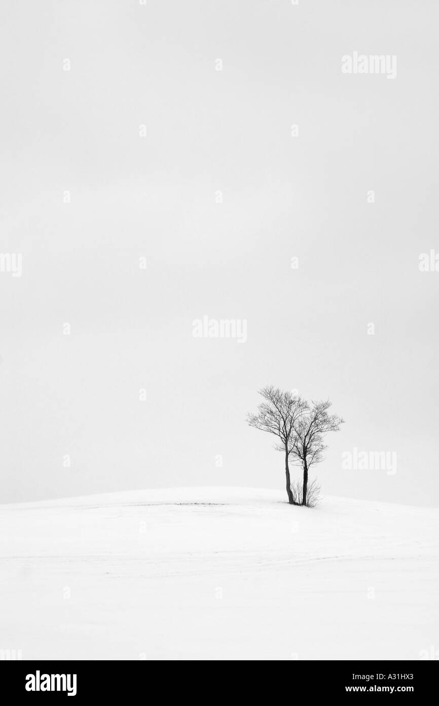 Feld tree Black and White Stock Photos & Images - Alamy