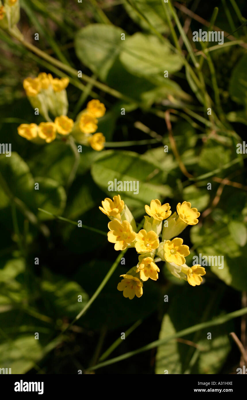 Scheinhasel High Resolution Stock Photography and Images - Alamy