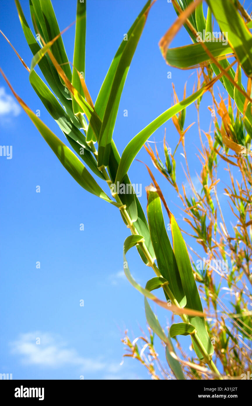 Bamboo sheath hi-res stock photography and images - Alamy