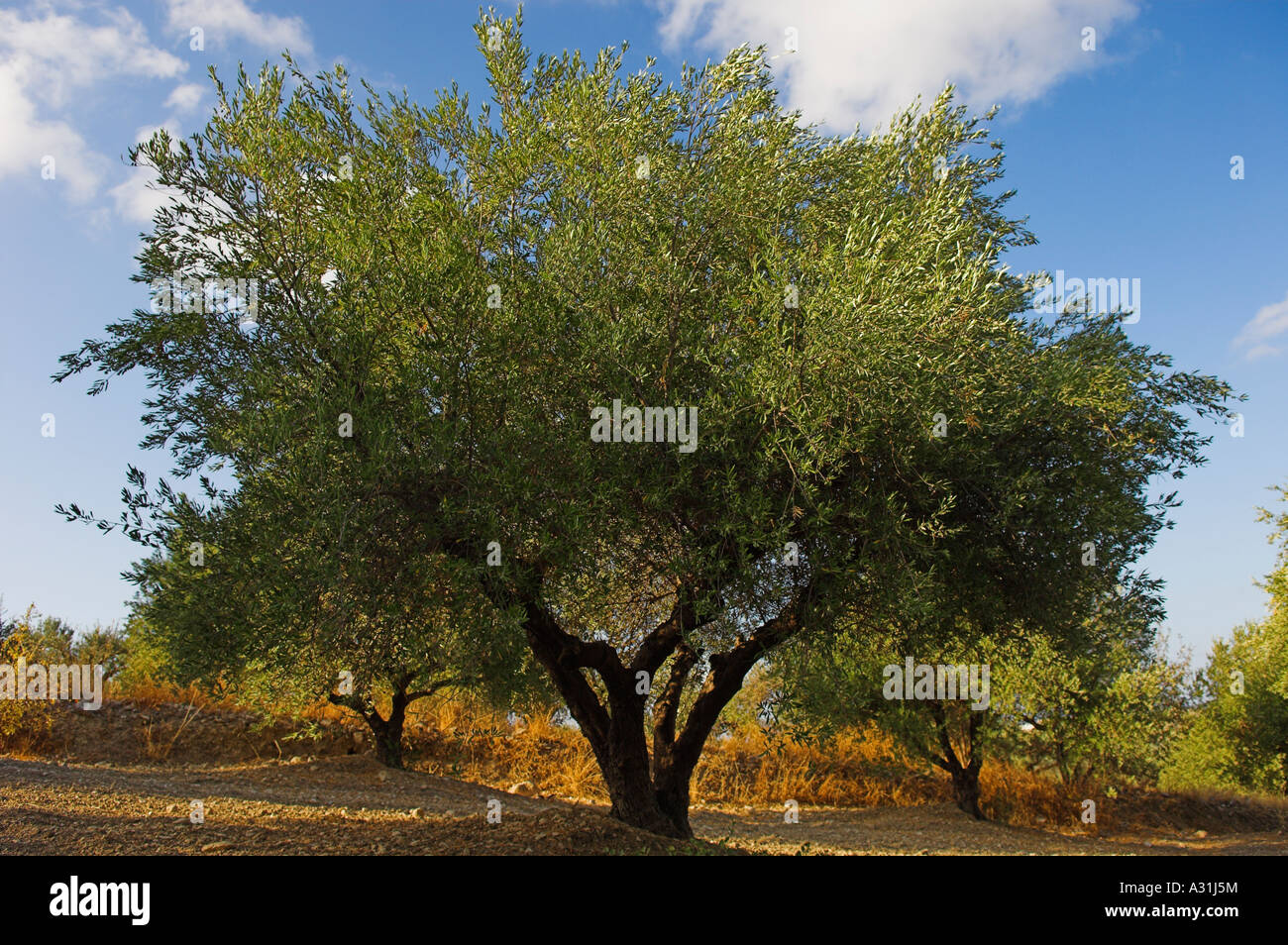 Olive Olea europaea tree in grove Crete Greece Stock Photo - Alamy