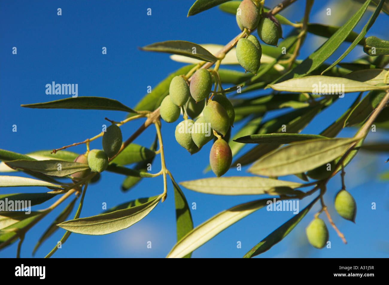Olea europaea on crete hi-res stock photography and images - Alamy