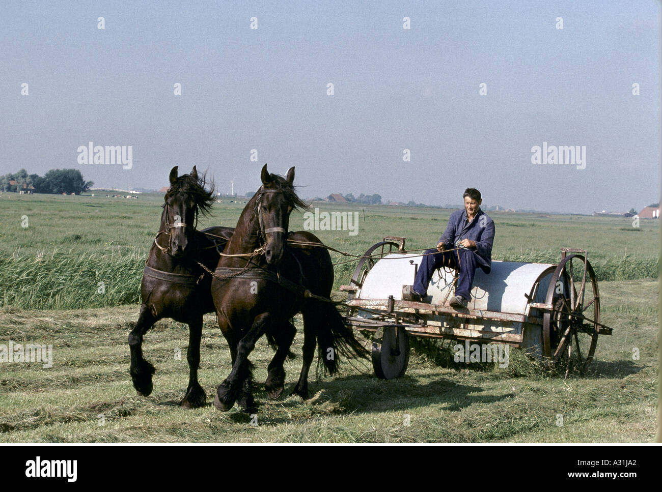 friesland waterways holland farm of hessel bouma using horses to turn ...