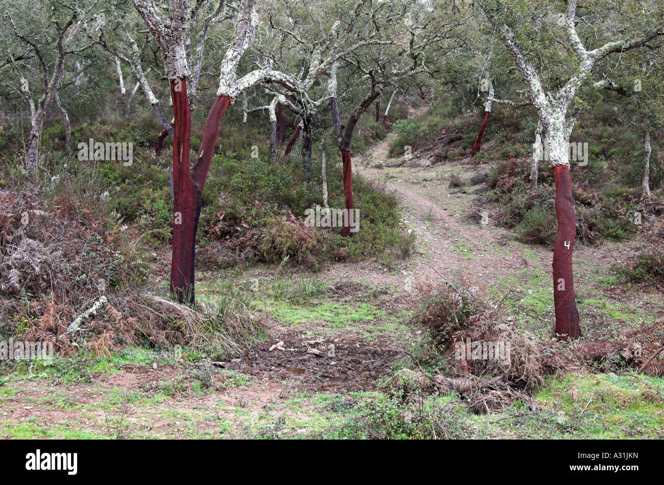 Cork trees, Algarve Stock Photo - Alamy