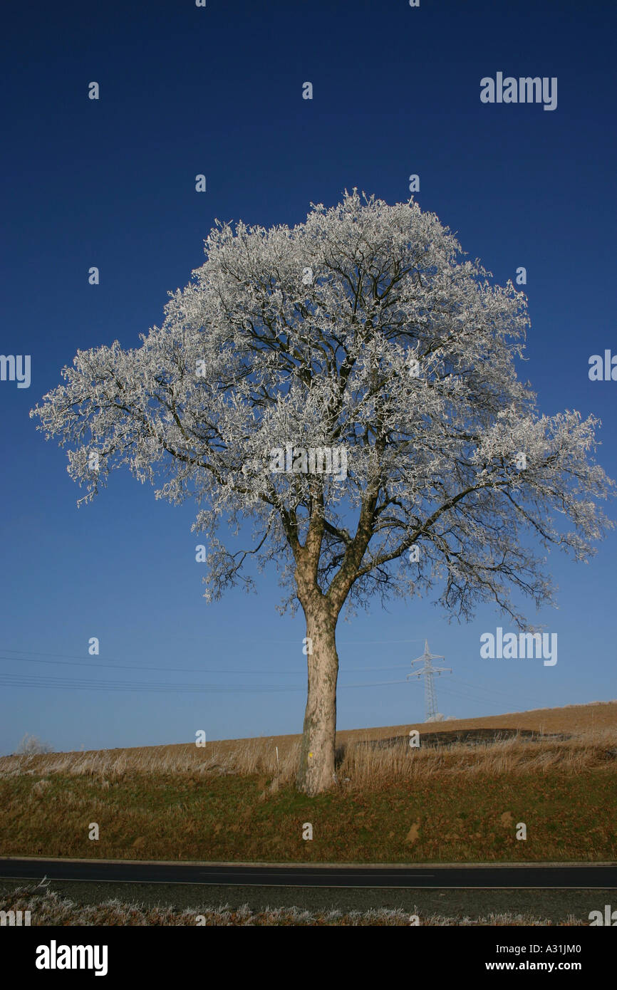 Tree by railway track Stock Photo - Alamy
