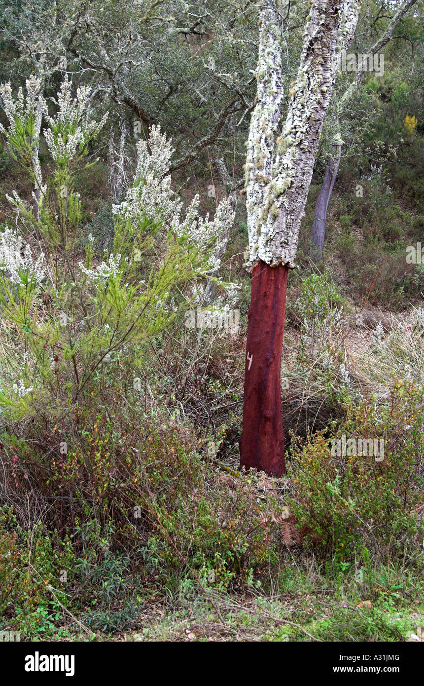 Cork trees, Algarve Stock Photo - Alamy