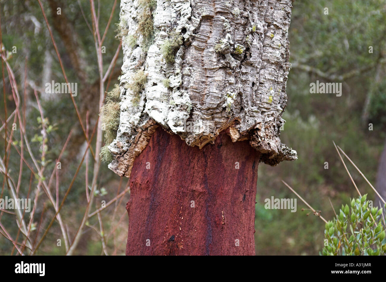 Cork tree, Algarve Stock Photo - Alamy