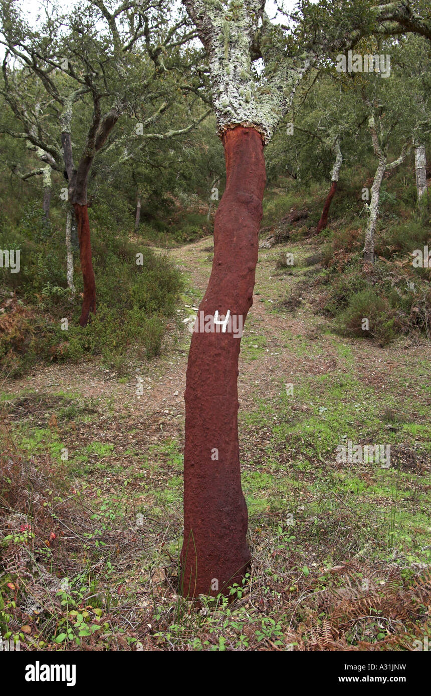 Cork tree, Algarve Stock Photo - Alamy