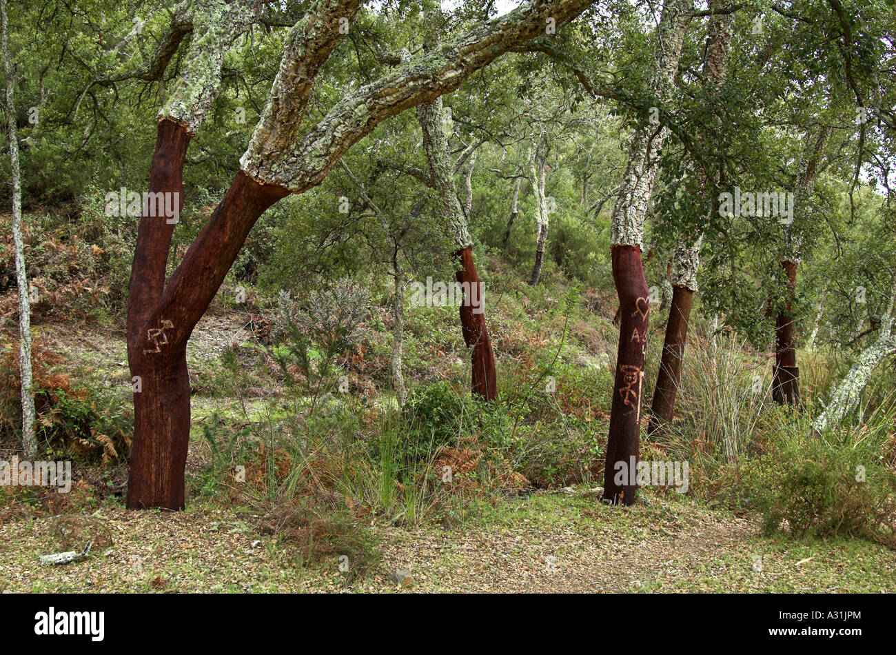 Cork trees, Algarve Stock Photo - Alamy