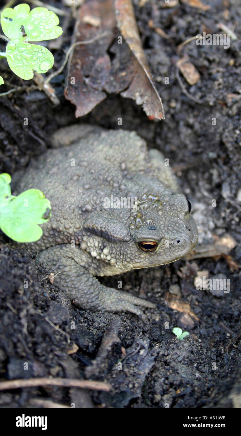 common toad elevated view Stock Photo - Alamy
