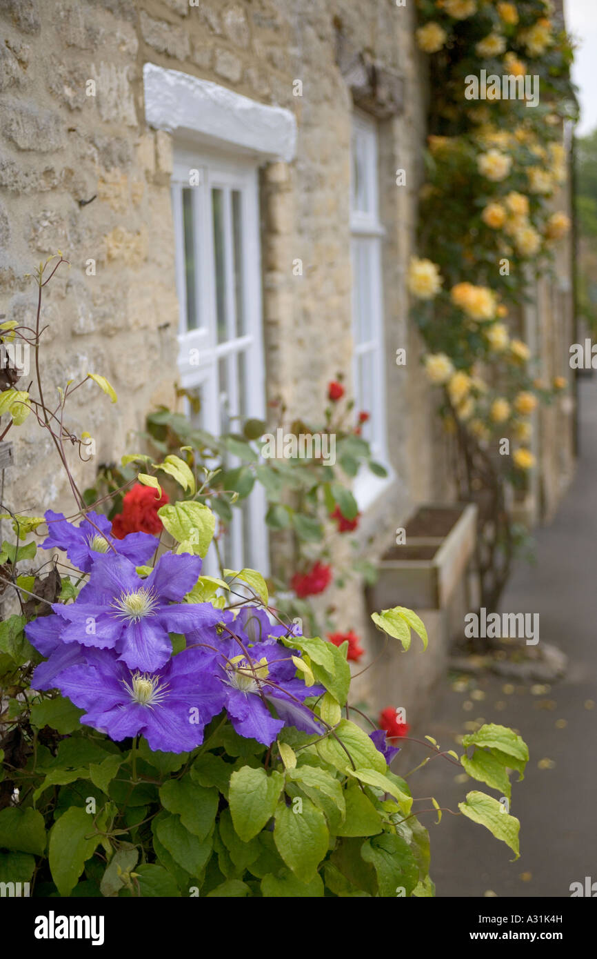 Clematis on wall hi-res stock photography and images - Alamy
