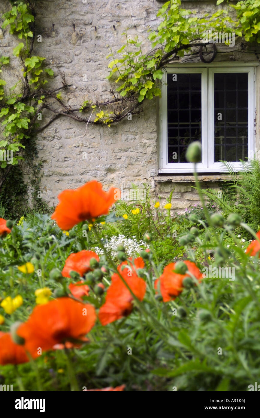 Clump of red poppy flowers Stock Photo - Alamy