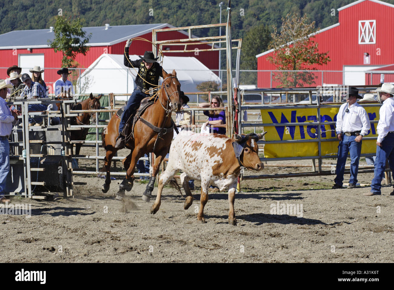 Roping at North American Rodeo Stock Photo - Alamy