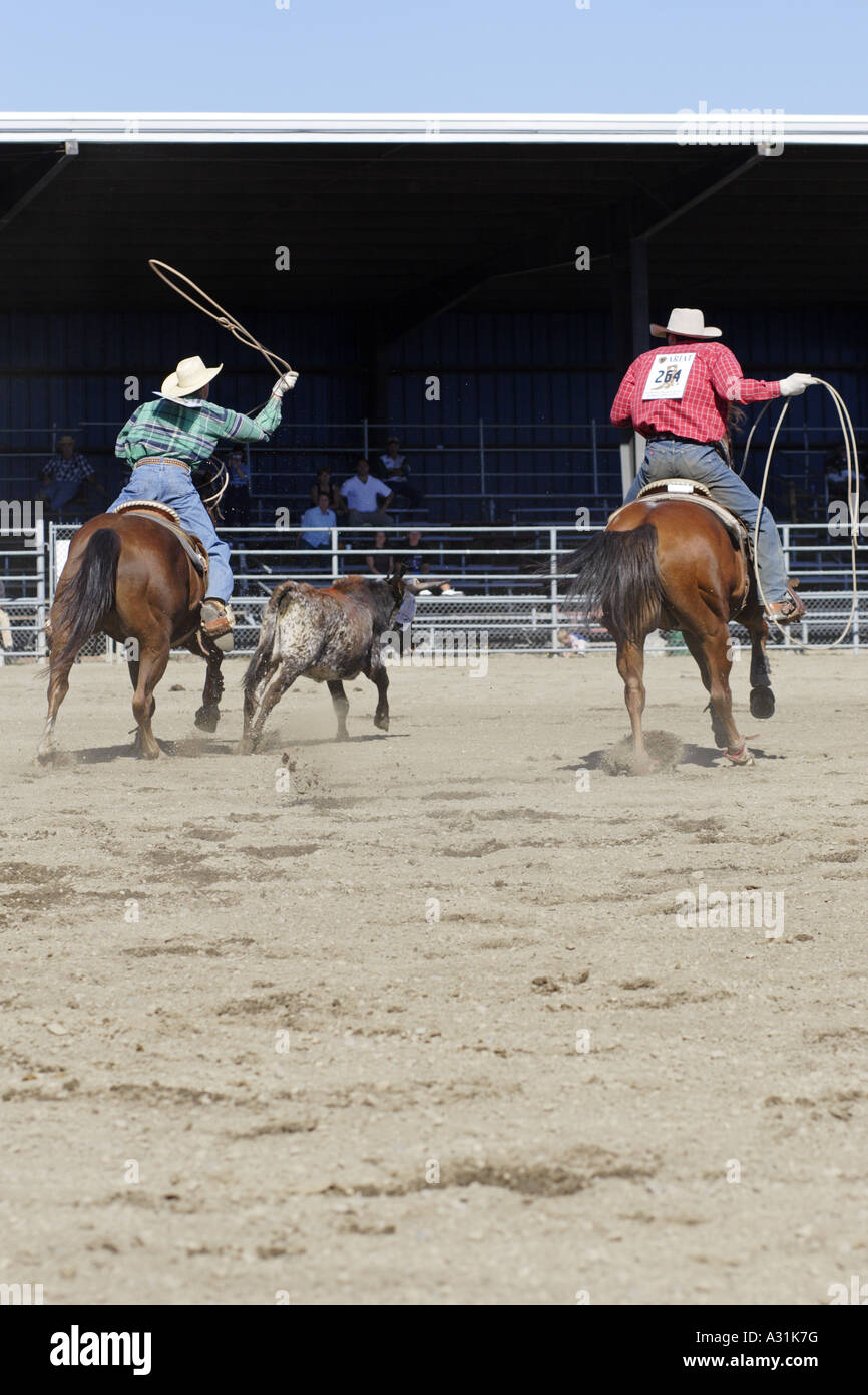 Team calf roping hi-res stock photography and images - Alamy