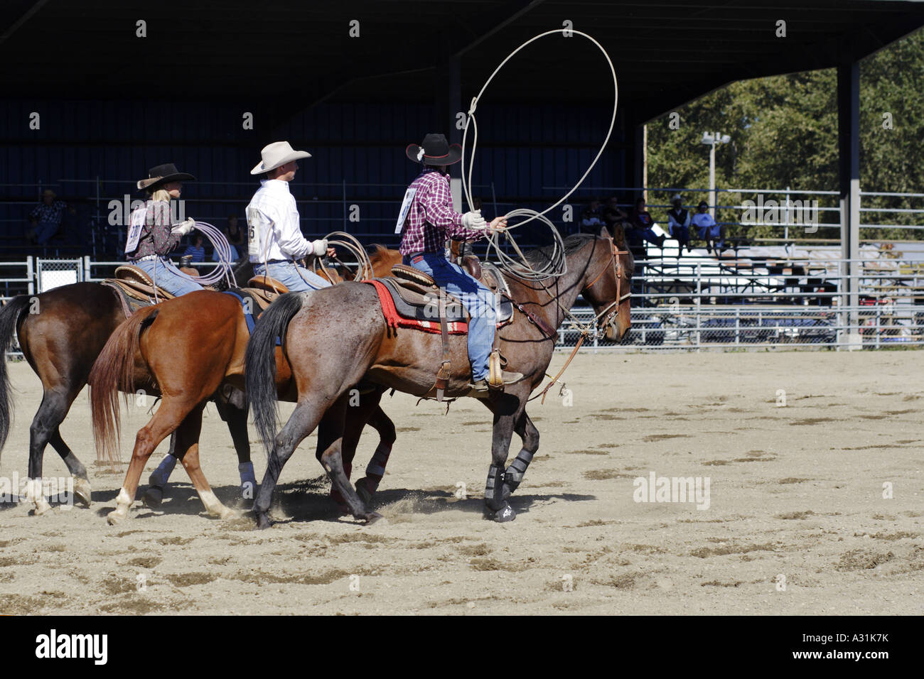 Roping at North American Rodeo Stock Photo - Alamy