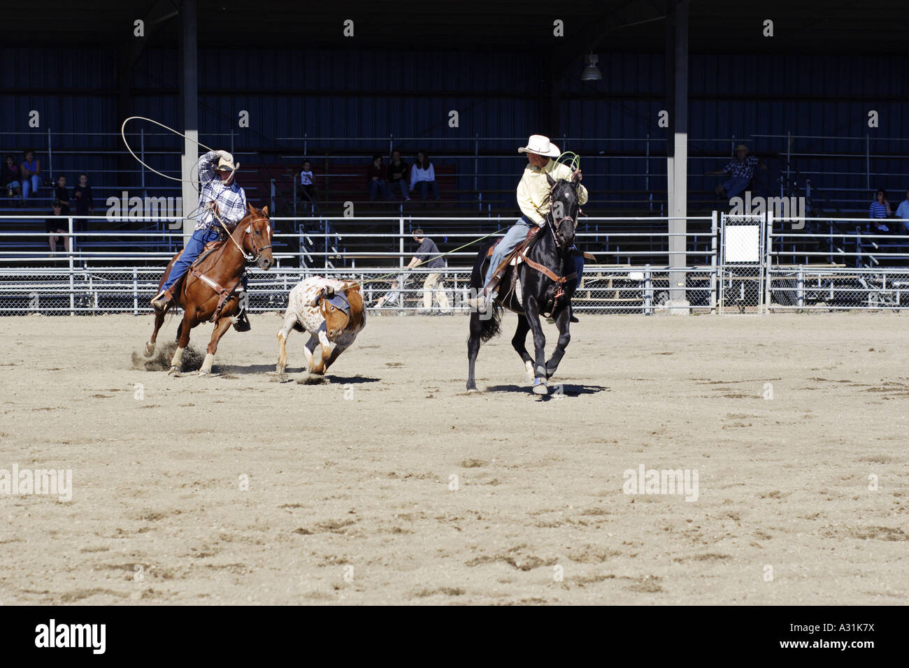 Roping at North American Rodeo Stock Photo - Alamy