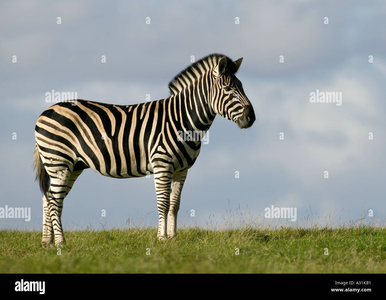 Black white zebra hi-res stock photography and images - Alamy