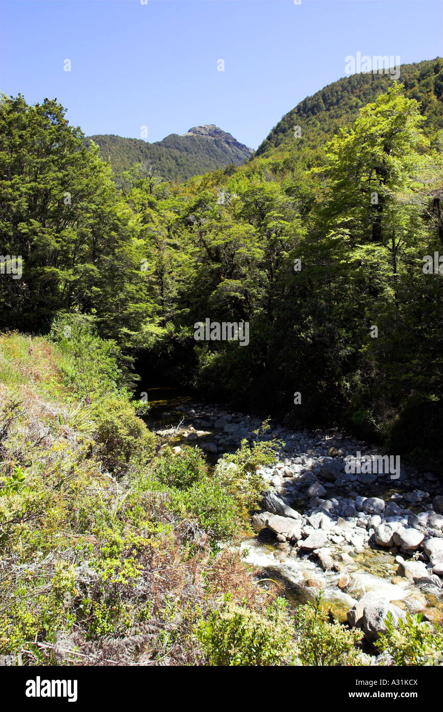 Inangahua river dry forest hi-res stock photography and images - Alamy