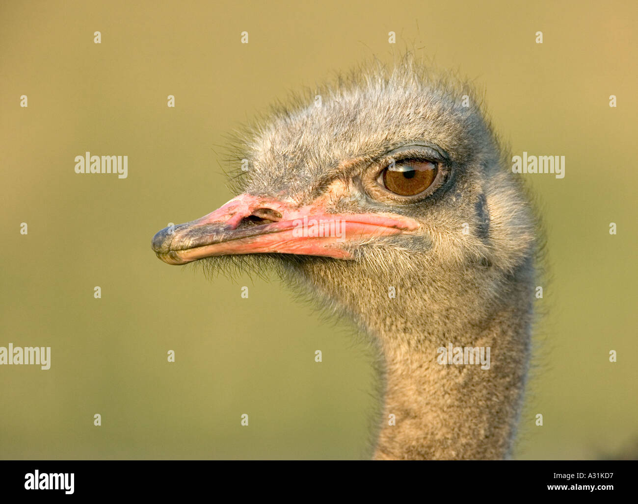 OSTRICH Struthio camelus Stock Photo - Alamy