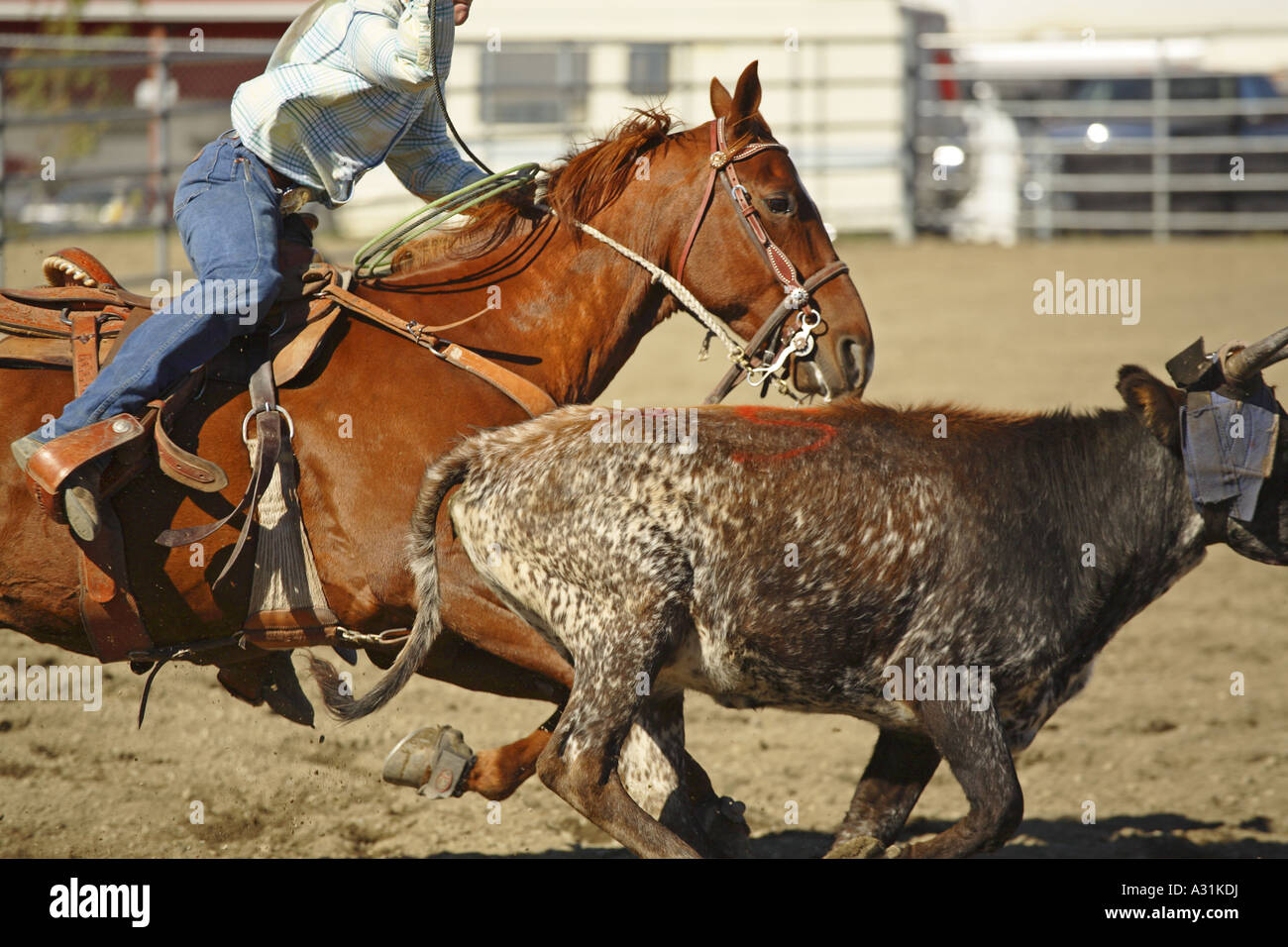 Roping at North American Rodeo Stock Photo - Alamy