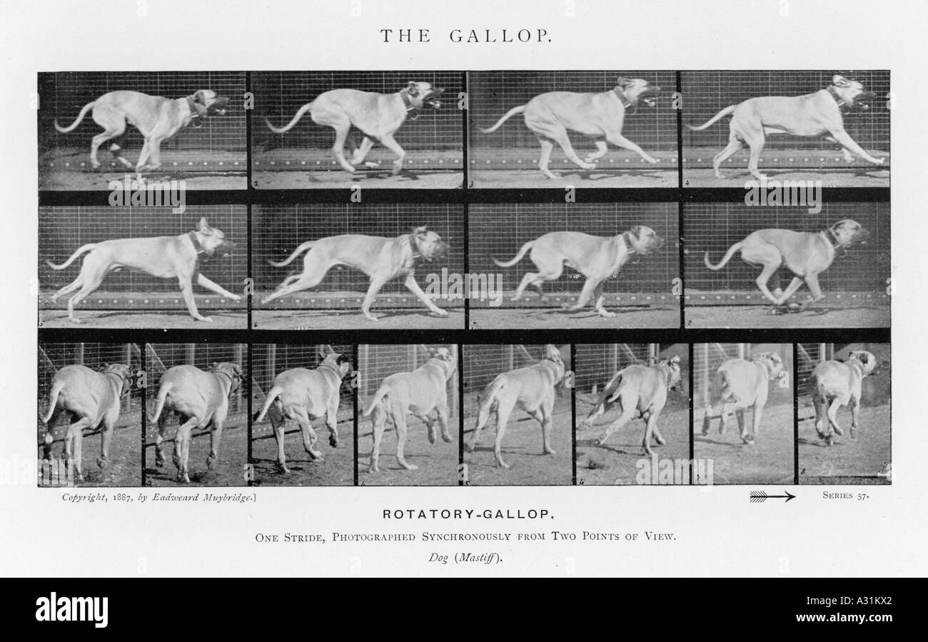 Muybridge dog hi-res stock photography and images - Alamy