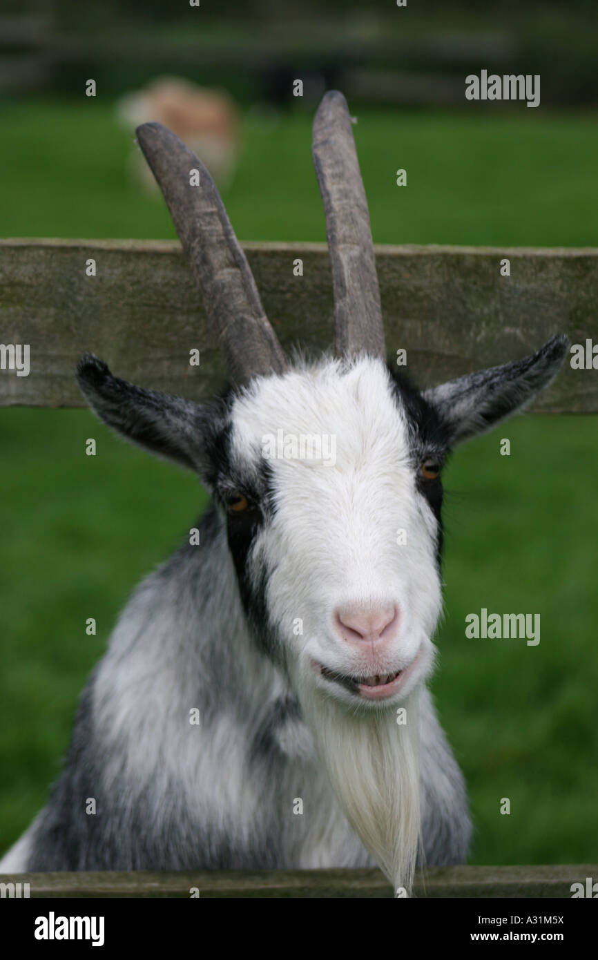 Pigmy face hi-res stock photography and images - Alamy