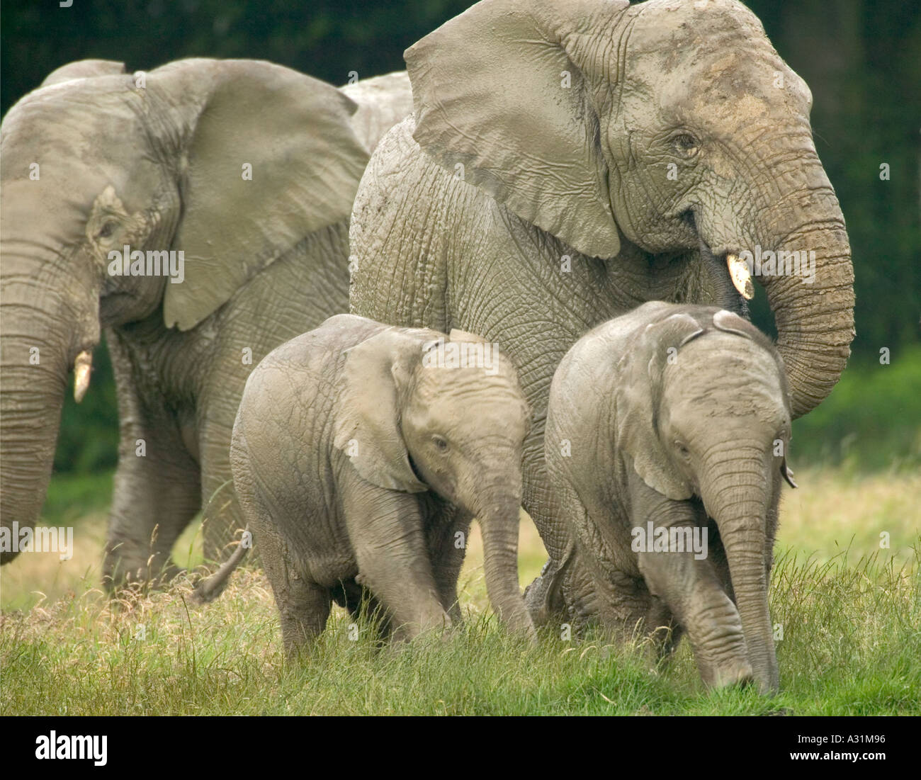 Parent elephants hi-res stock photography and images - Alamy