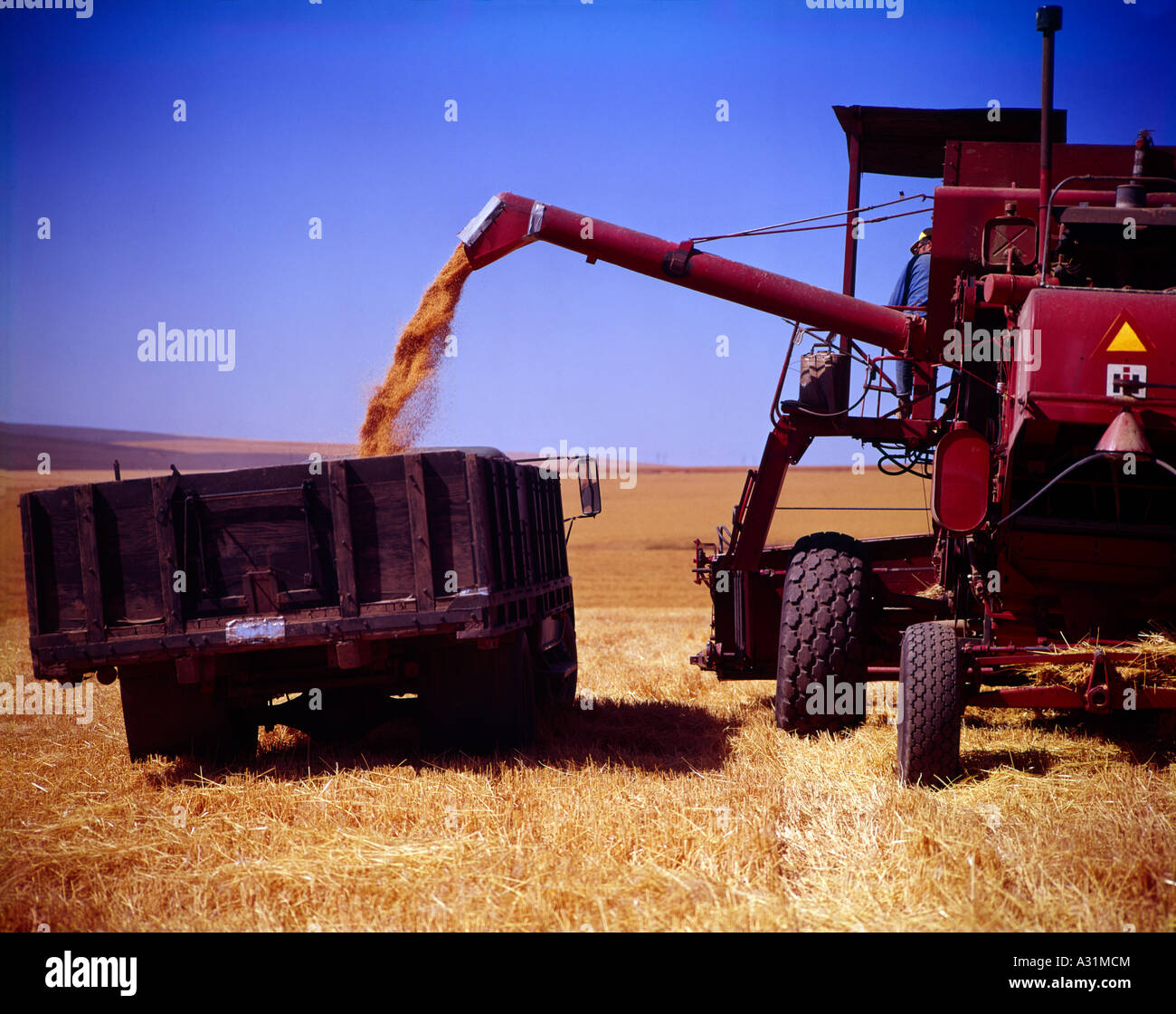 Wheat harvester dumps grain into waiting truck for transportation from ...