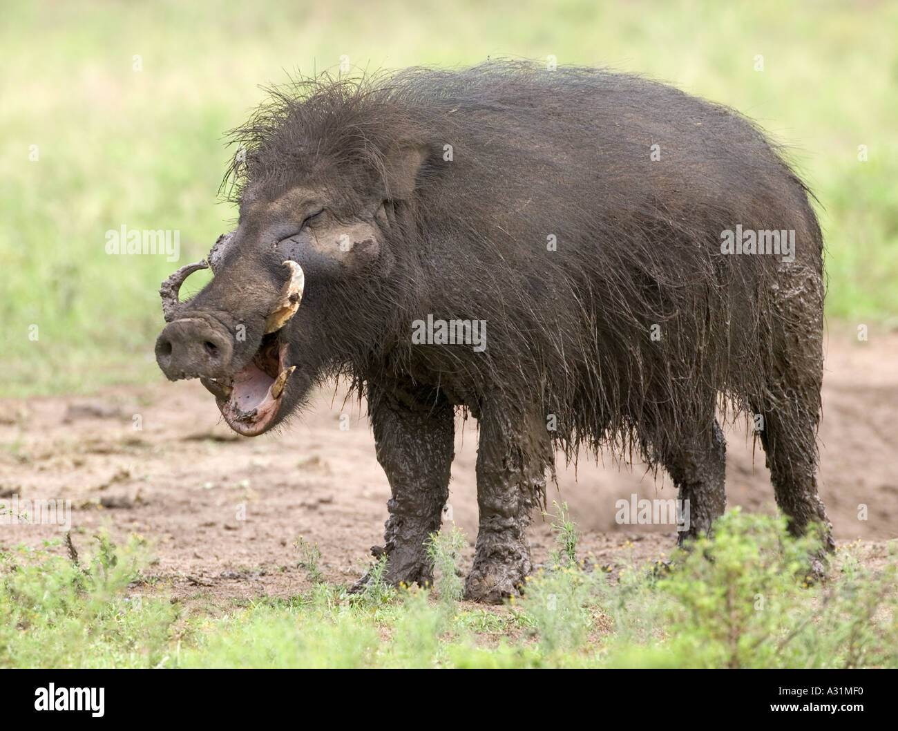 Giant Boar