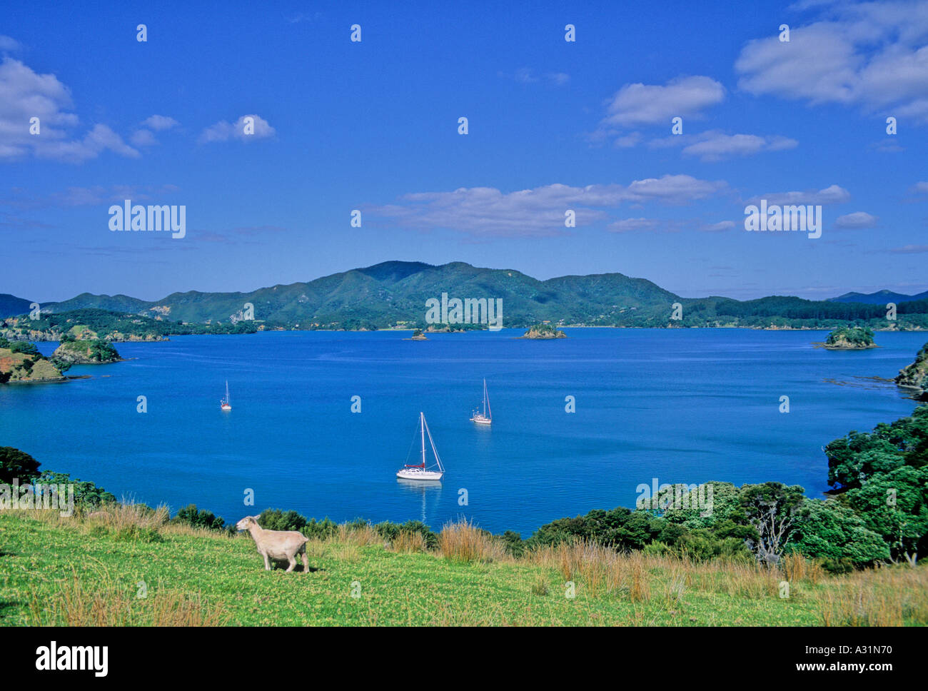 Urupukapuka island bay islands new hi-res stock photography and images ...