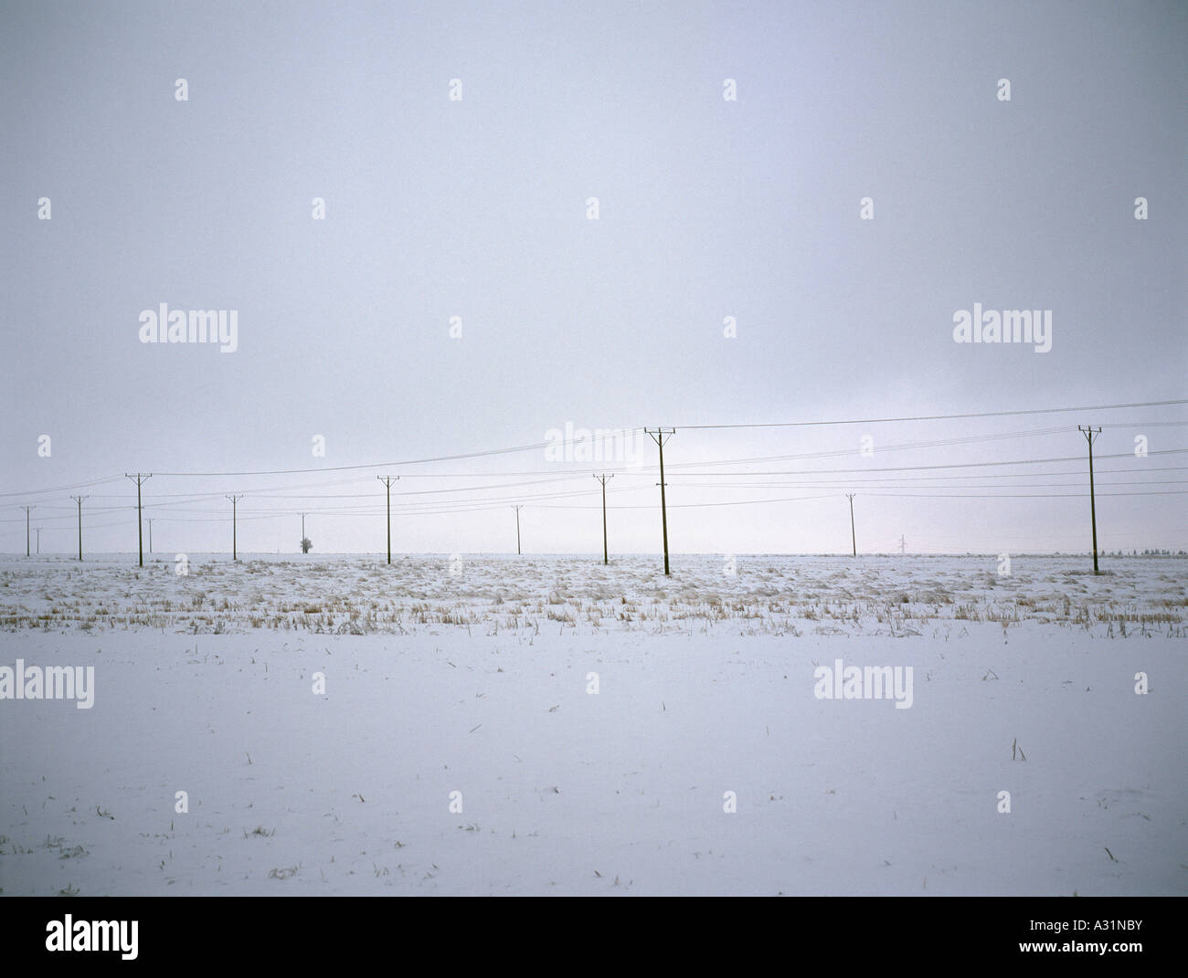 Telephone poles and electricity cables in field of snow Stock Photo - Alamy